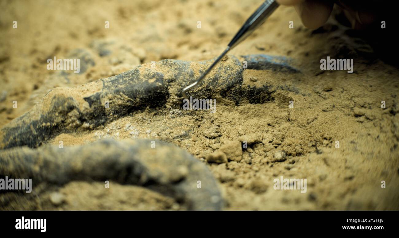 Archaeology animal laboratory hi-res stock photography and images - Alamy