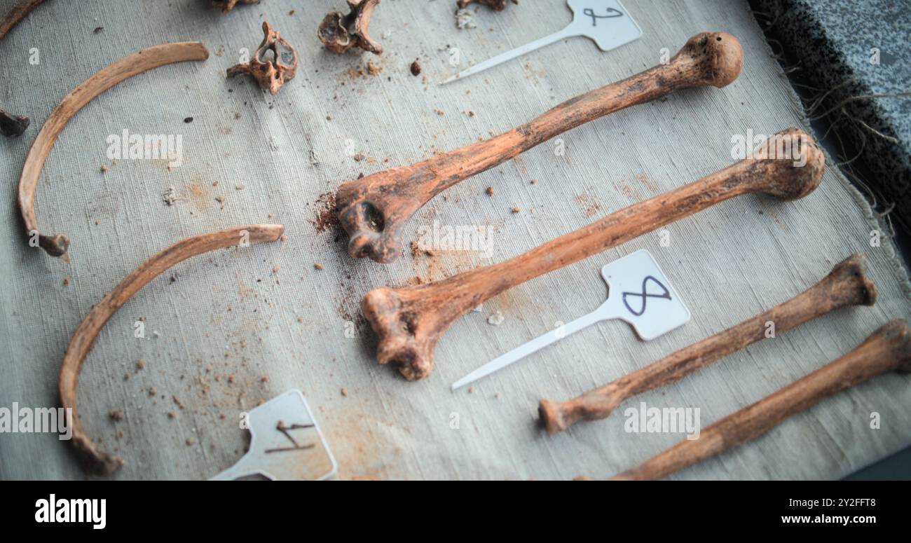 Studying dinosaur anatomy hi-res stock photography and images - Alamy