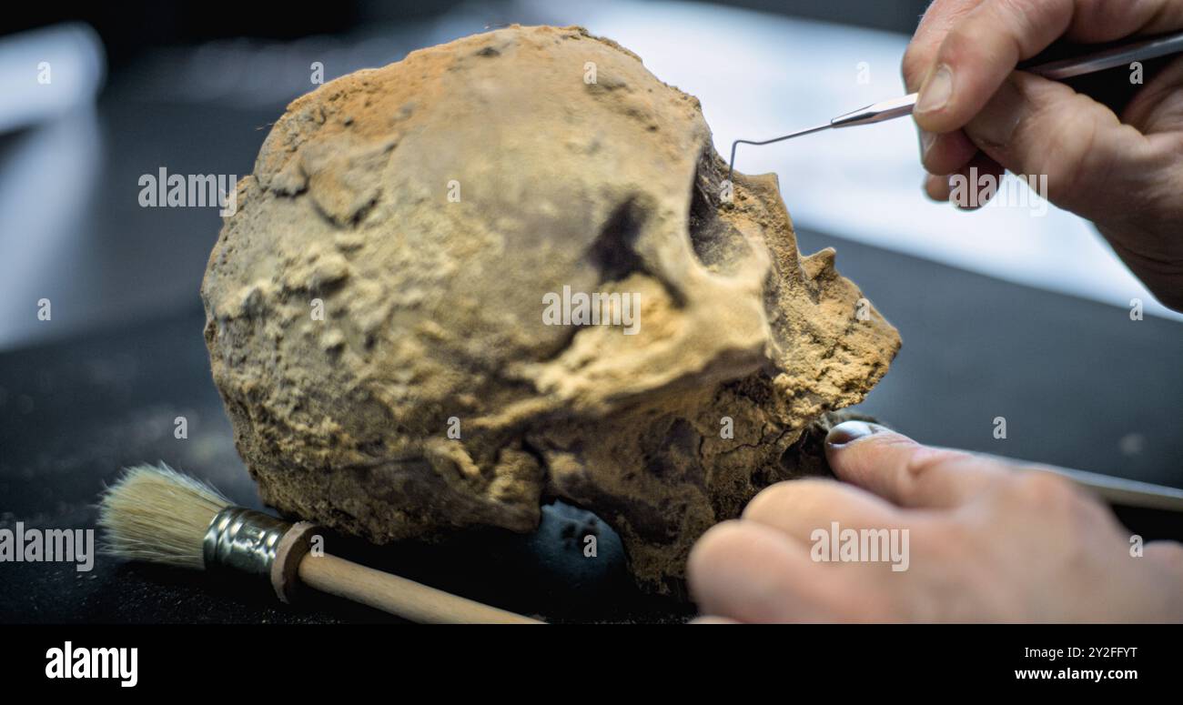 Close up of cleaning skull of prehistoric extinct human after ...