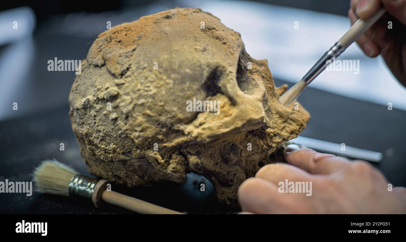 Close up of cleaning skull of prehistoric extinct human after ...