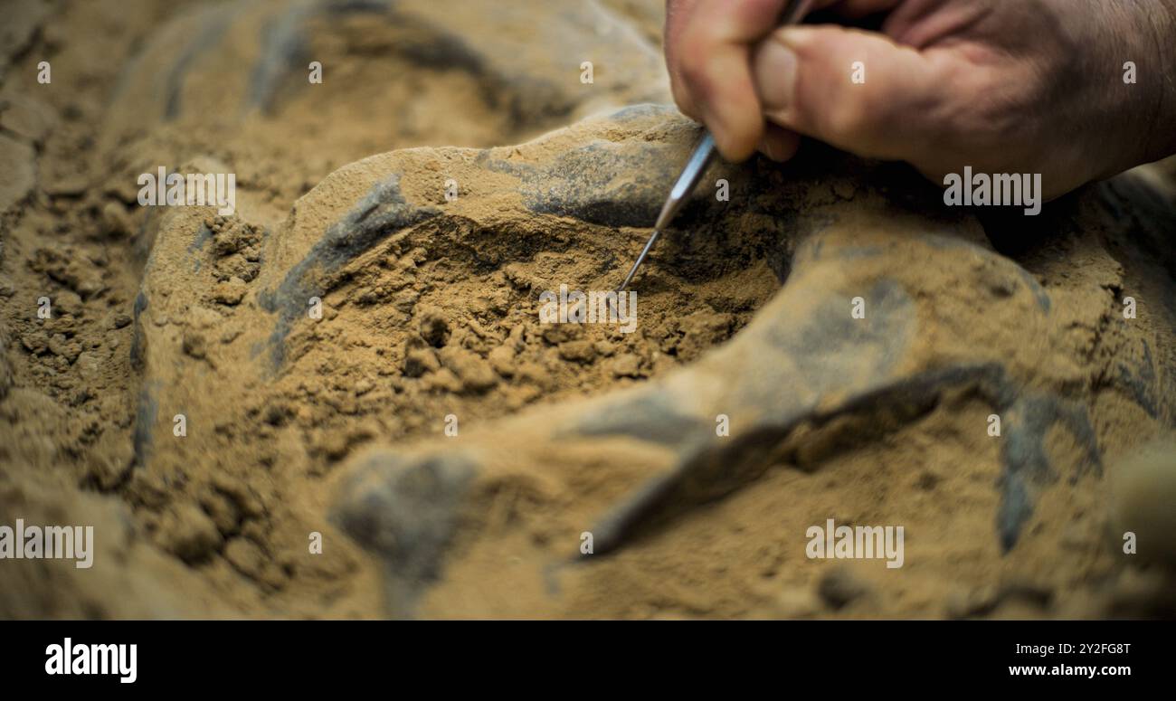 Prehistoric bones in lab hi-res stock photography and images - Alamy