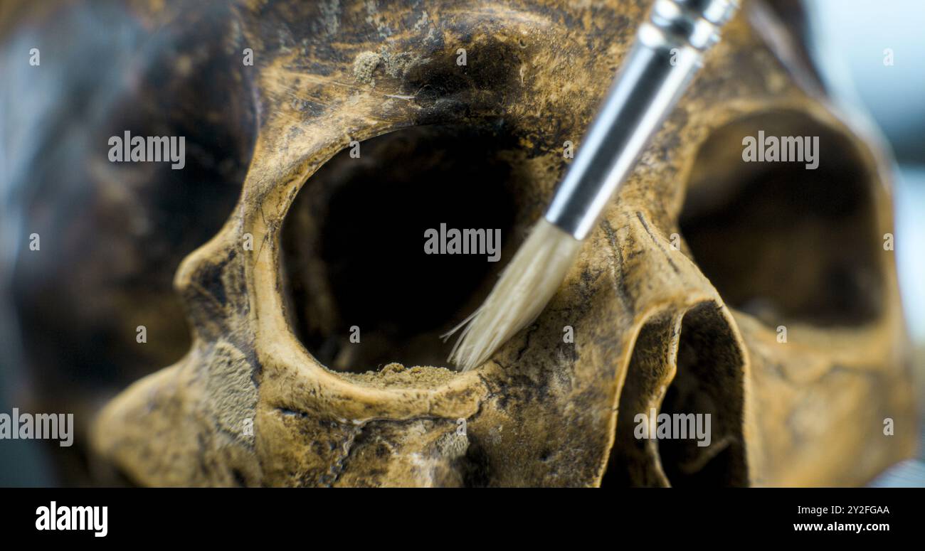 Close up shot of cleaning skull of ancient extinct human after ...