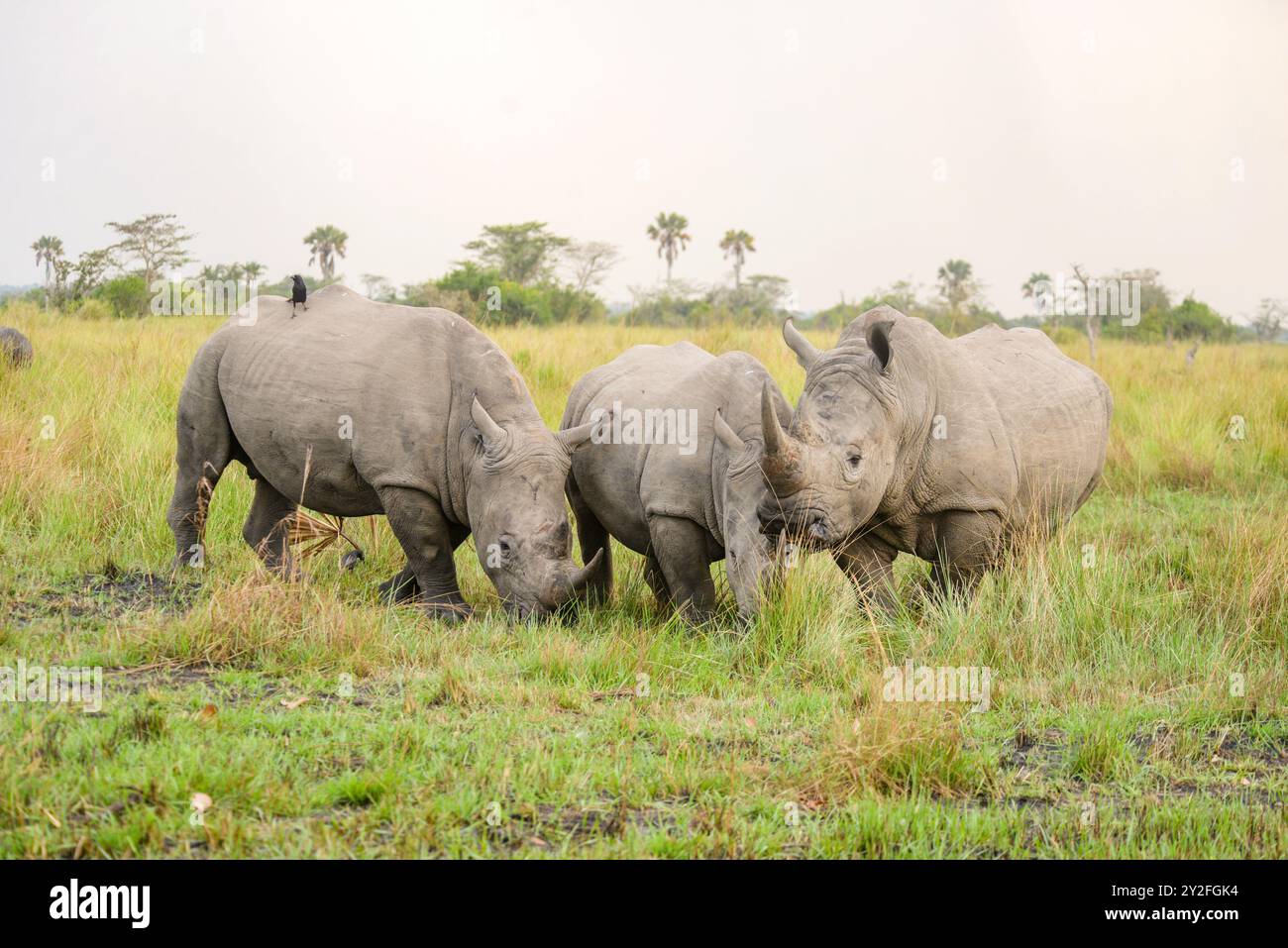 Rhinos - Uganda Stock Photo - Alamy