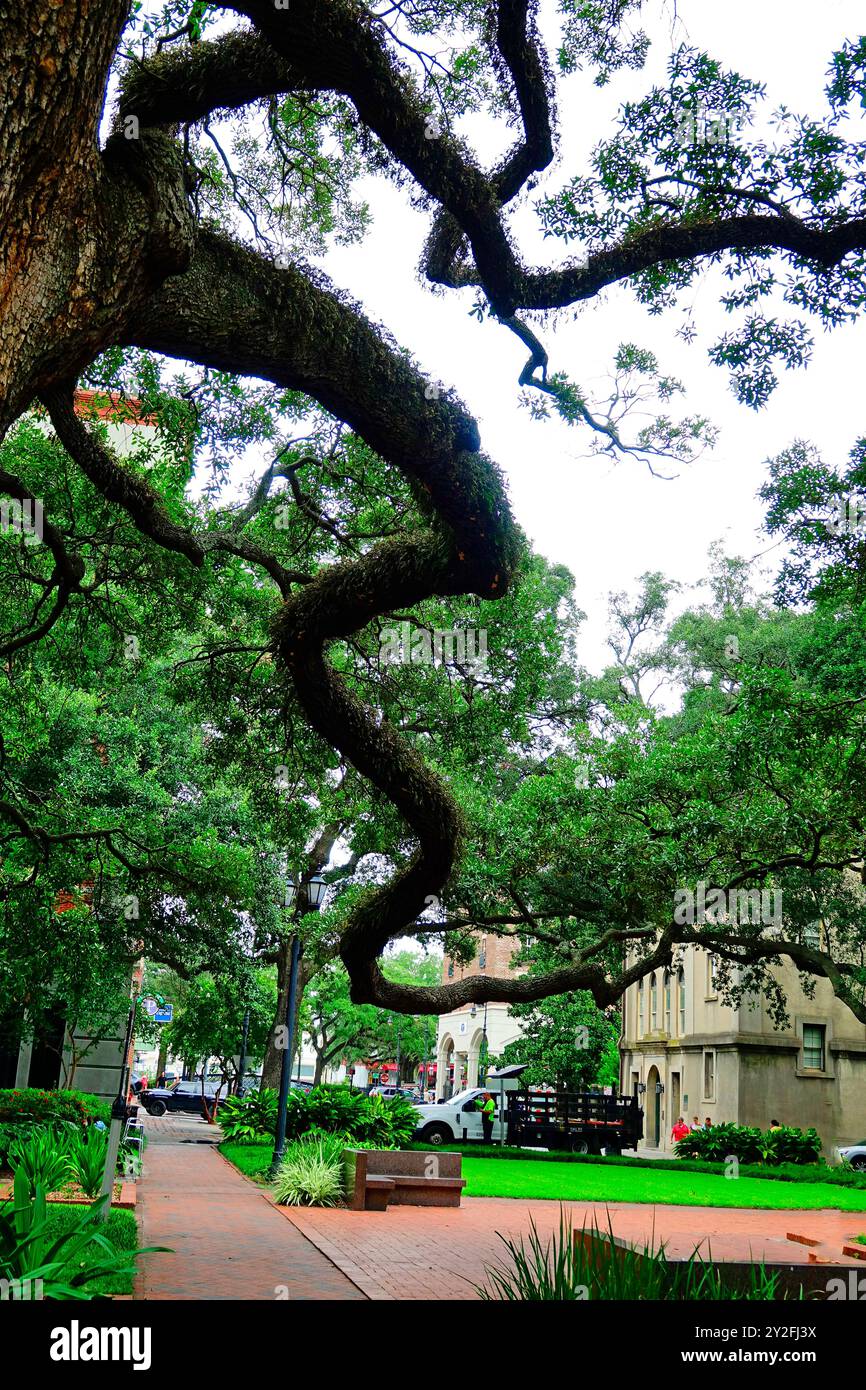 Famous Very Old Crooked Branch on an oak tree in downtown historic ...