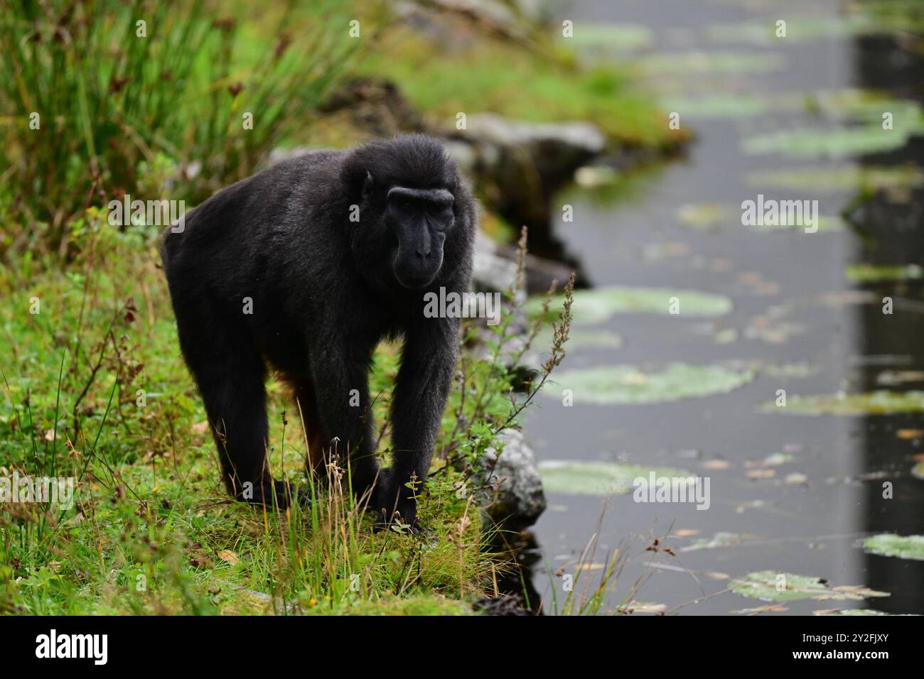 Monkey at Borås zoo Stock Photo - Alamy