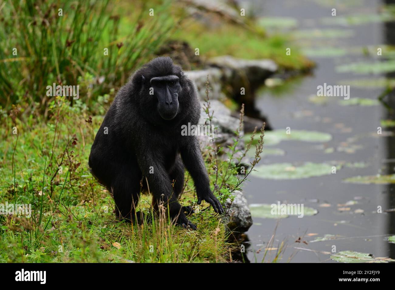 Monkey at Borås zoo Stock Photo - Alamy