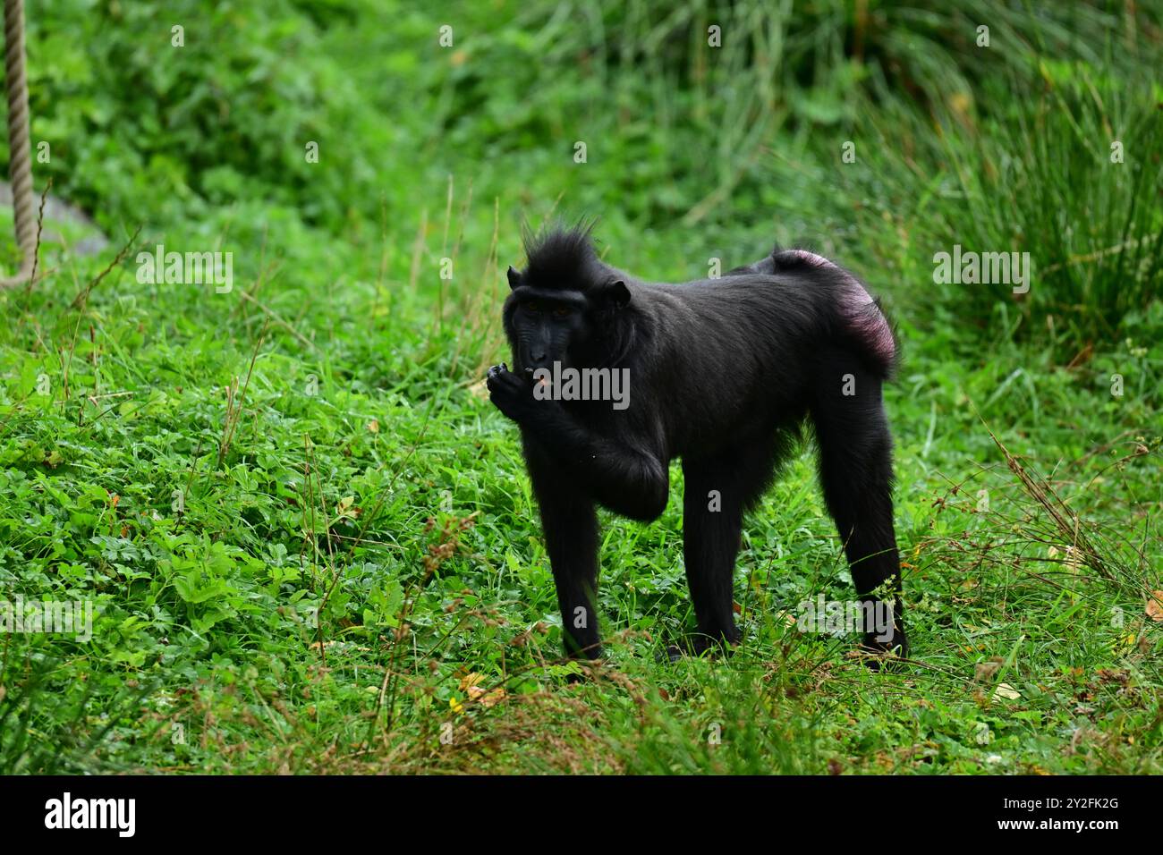 Monkey at Borås zoo Stock Photo - Alamy