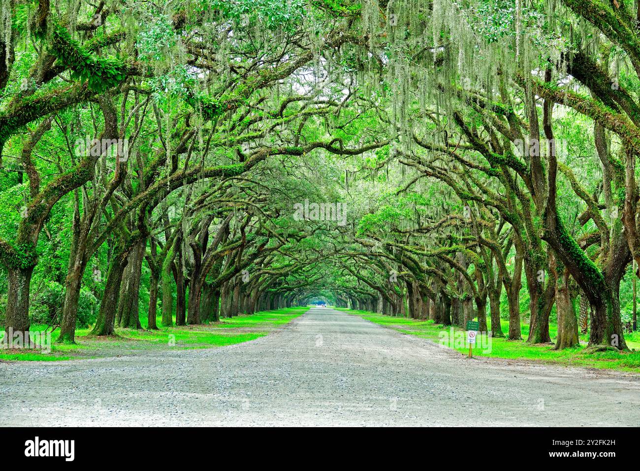 The Wormsloe Historic Site, originally known as Wormsloe Plantation, is ...