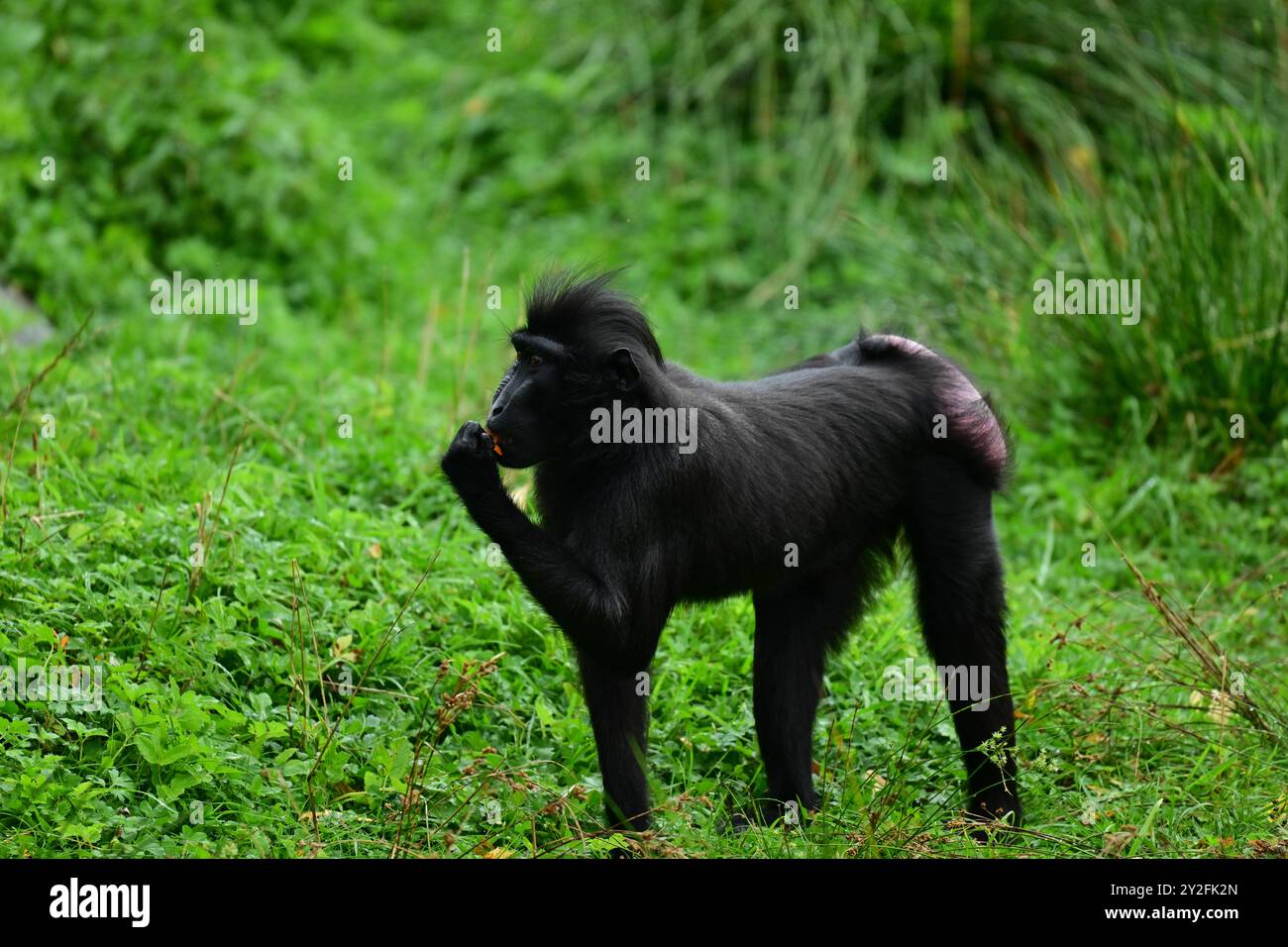 Monkey at Borås zoo Stock Photo - Alamy