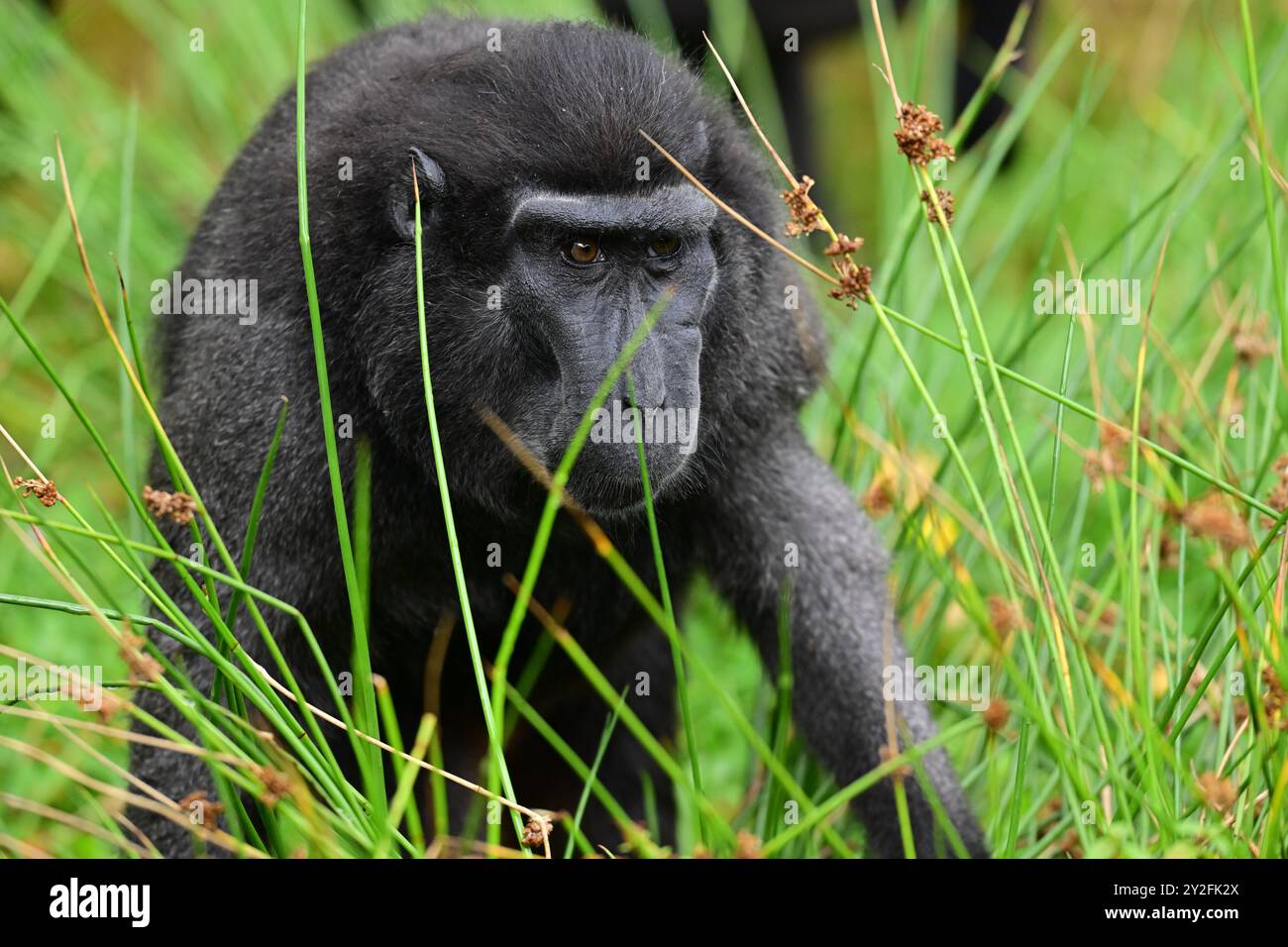 Monkey at Borås zoo Stock Photo - Alamy