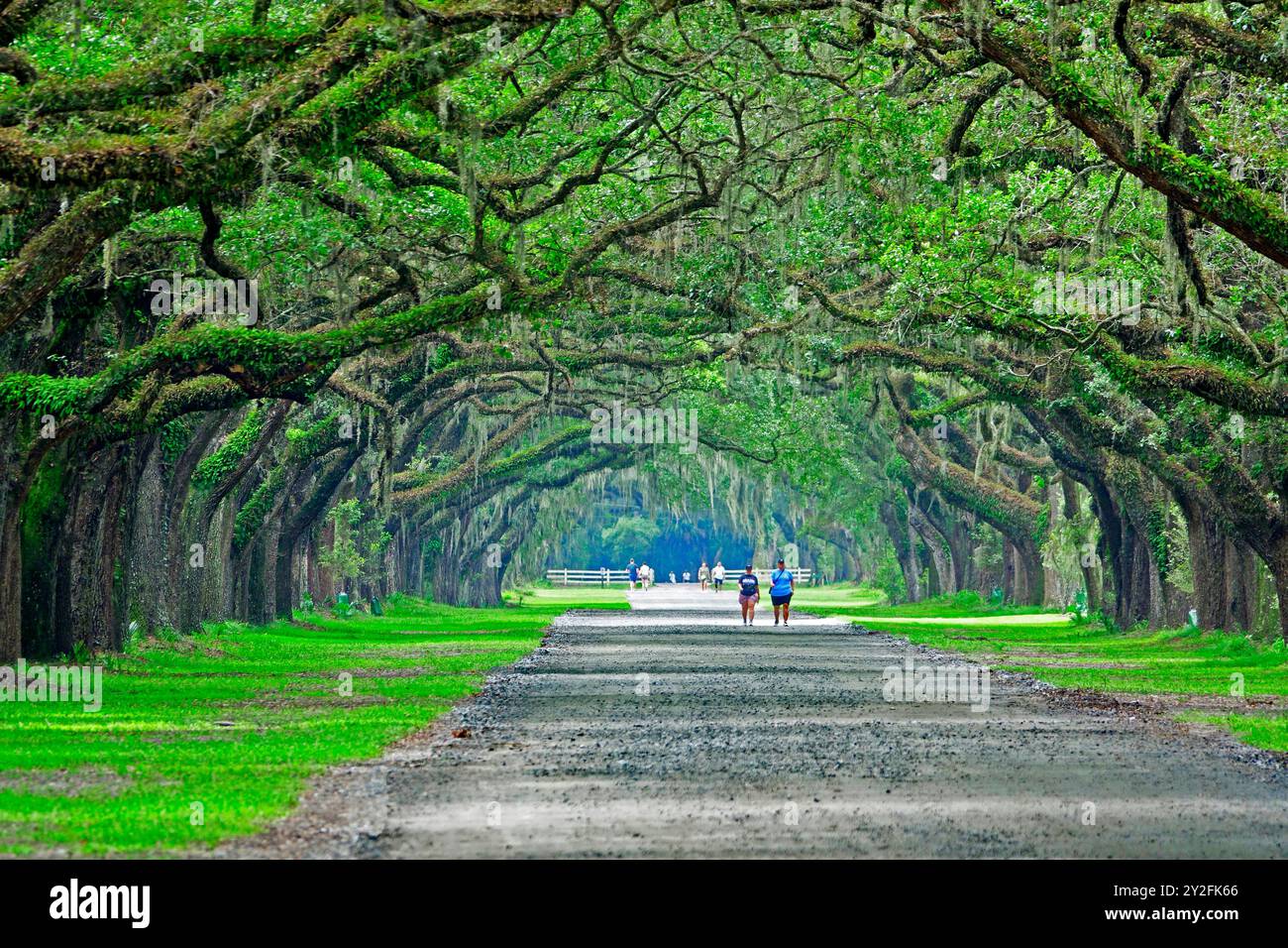 The Wormsloe Historic Site, originally known as Wormsloe Plantation, is ...