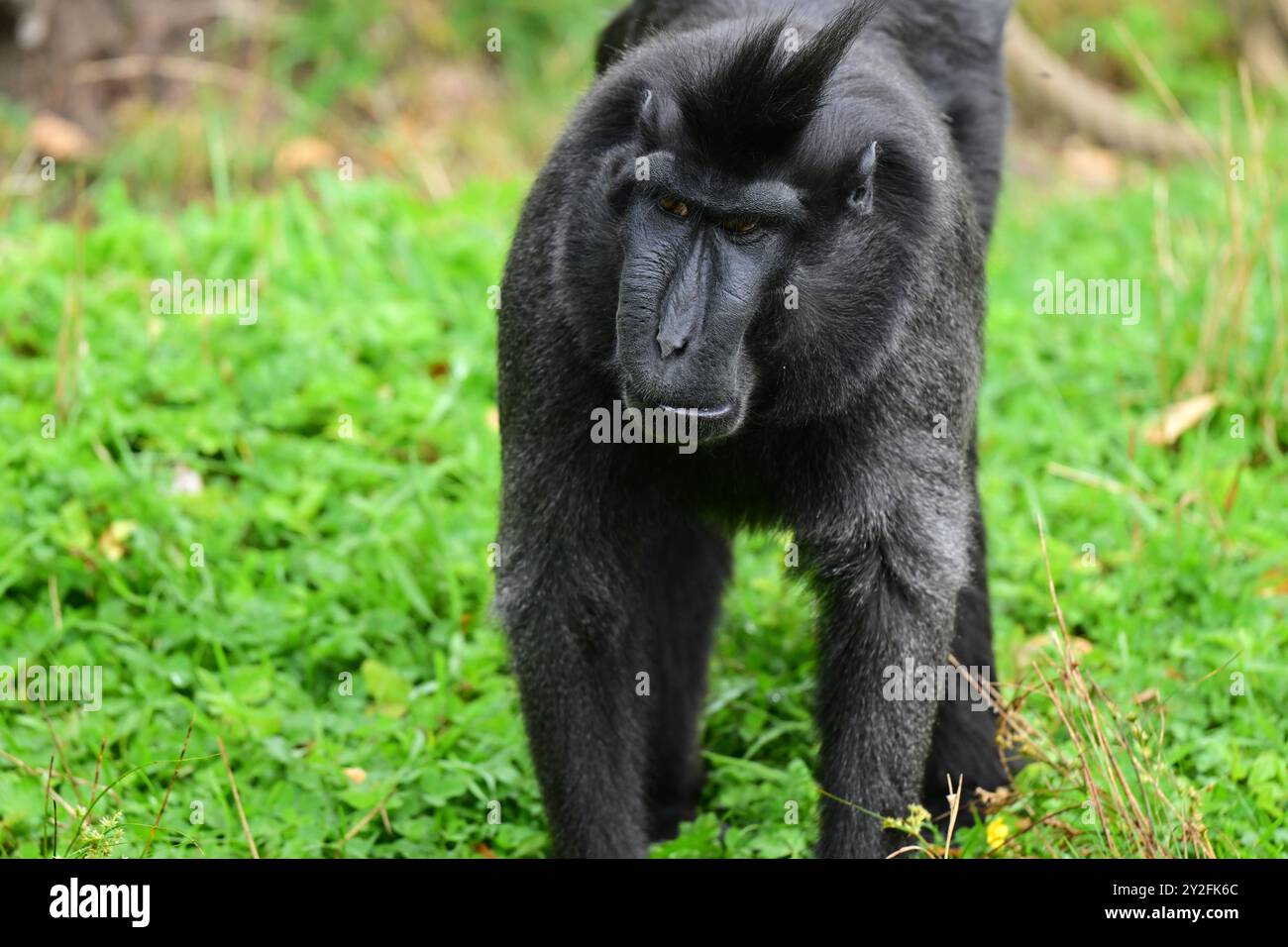Monkey at Borås zoo Stock Photo - Alamy