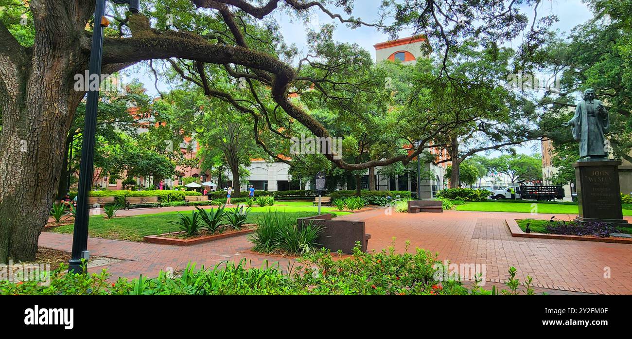 Famous Very Old Crooked Branch on an oak tree in downtown historic ...