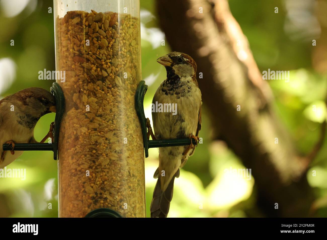 A male house sparrow with an age-worn beak feeding on grains Stock ...