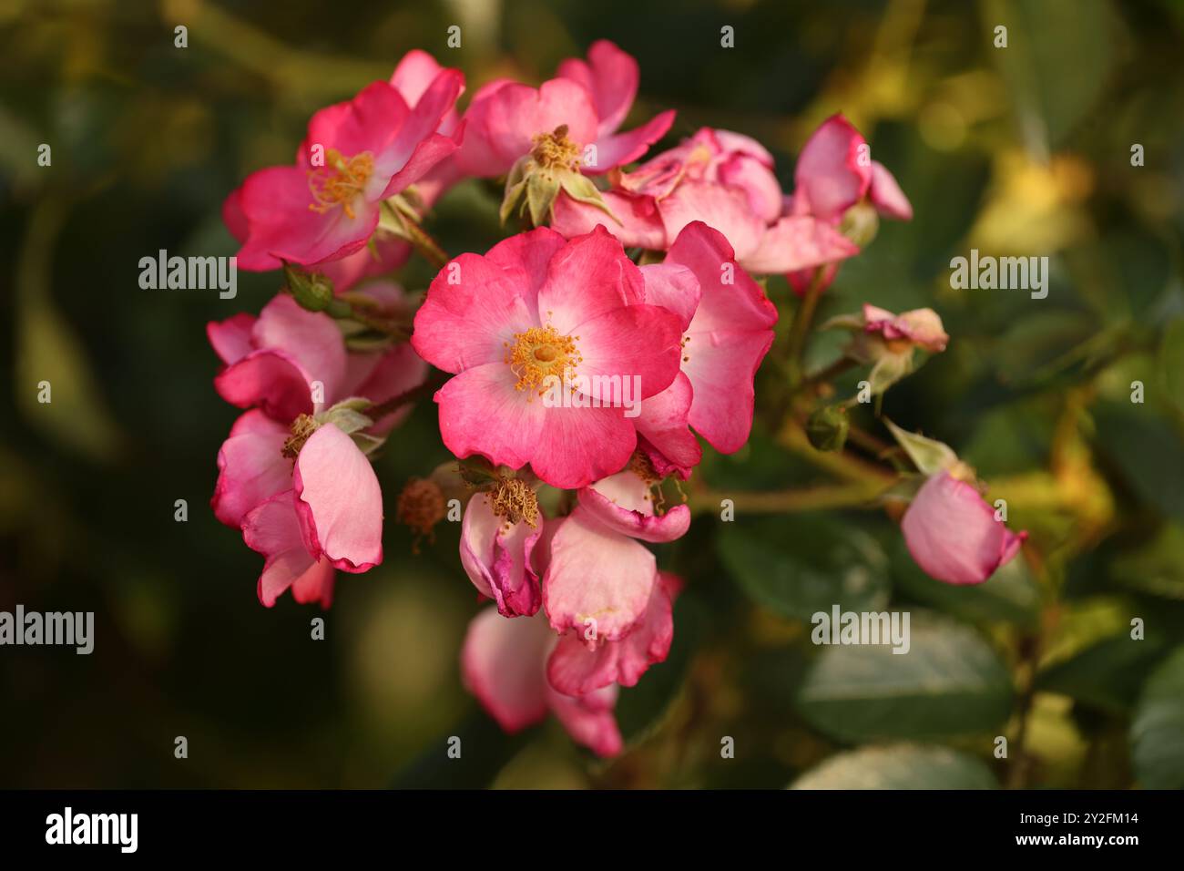 A beautiful bulb of rose flowers Stock Photo - Alamy