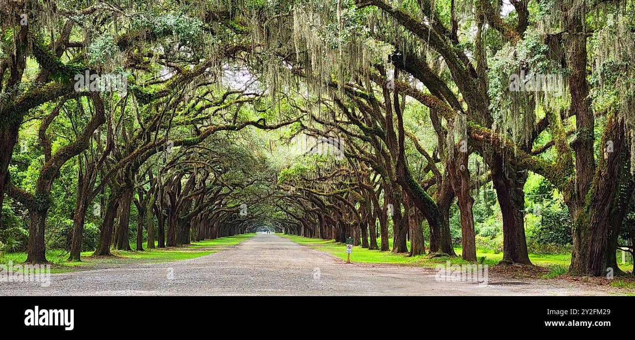 The Wormsloe Historic Site, originally known as Wormsloe Plantation, is ...