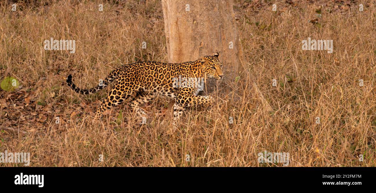 Panorama of an Indian Leopard running in a forest in Tadoba National ...