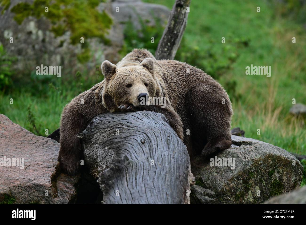 Boras zoo hi-res stock photography and images - Alamy