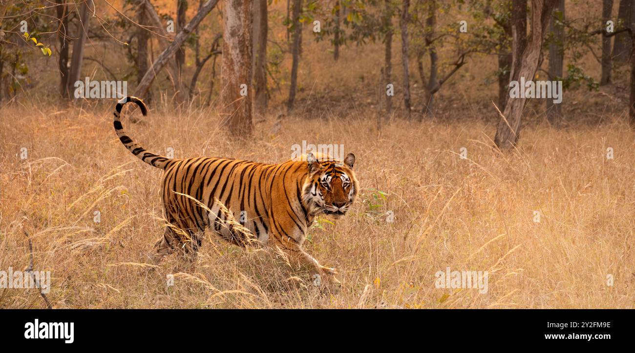 Panorama of a Male Bengal or Indian Tiger walking through grassland in ...