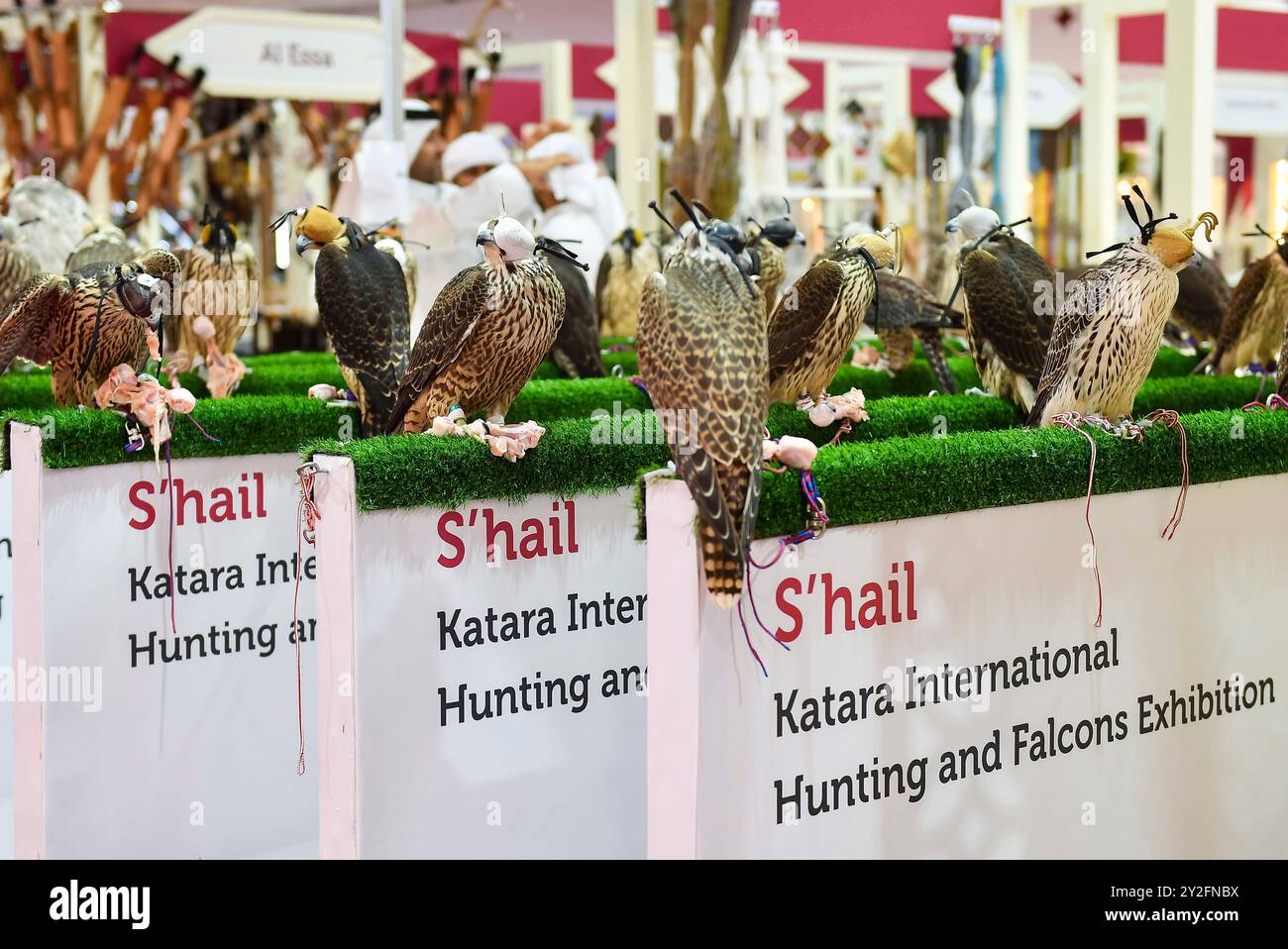Doha, Qatar. 10th Sep, 2024. Falcons are displayed during the eighth ...
