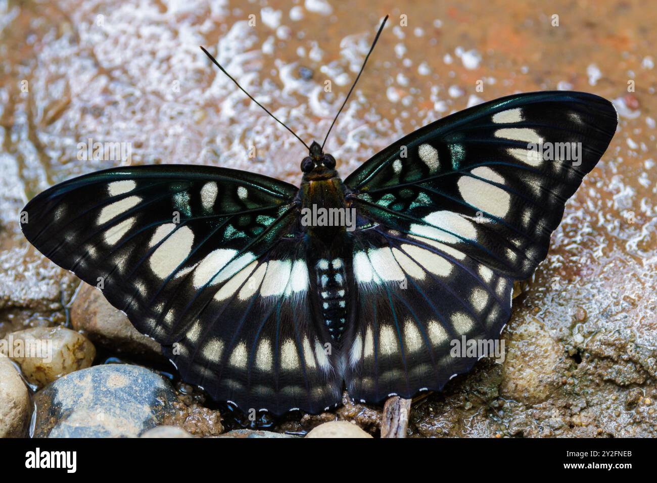 Blackvein Sergeant, Athyma ranga gathering water in the mud, Thailand ...