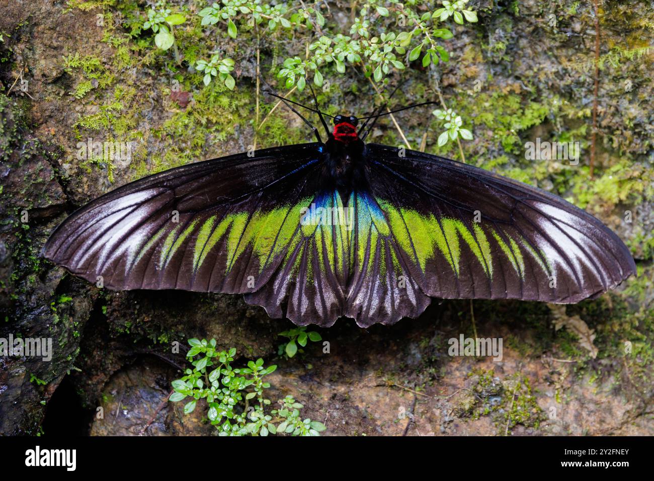 Trogonoptera brookiana, the Rajah's Brooke birdwing, standing on a ...