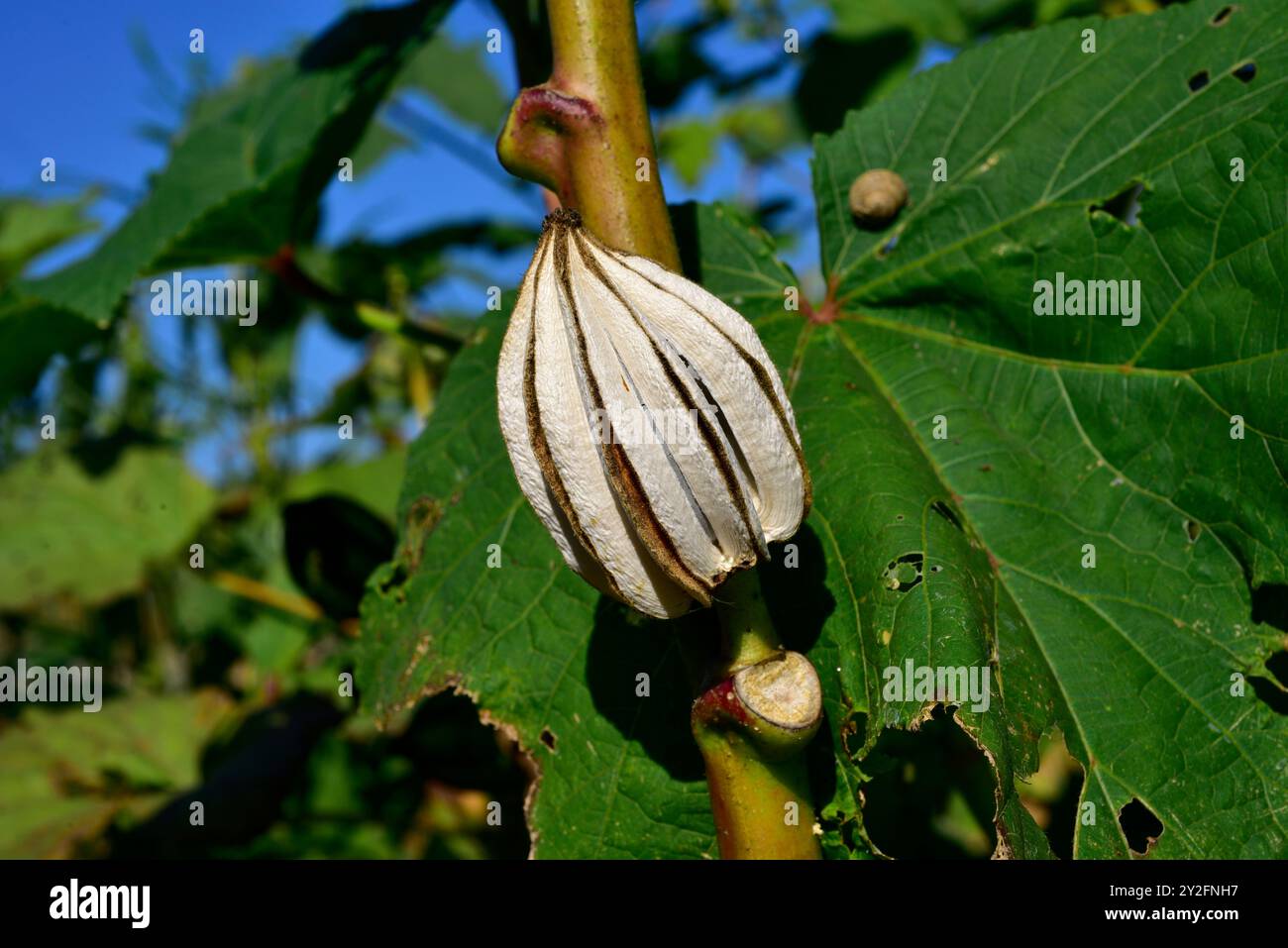 Okra (Abelmoschus esculentus) is an annual plant native to Africa. Its ...