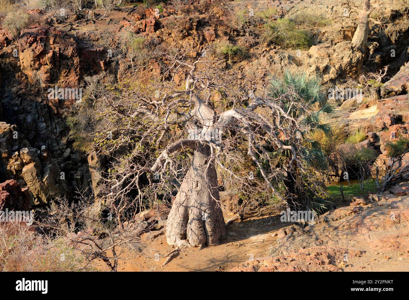 Baobab (Adansonia digitata) is a deciduous tree native to Africa and ...