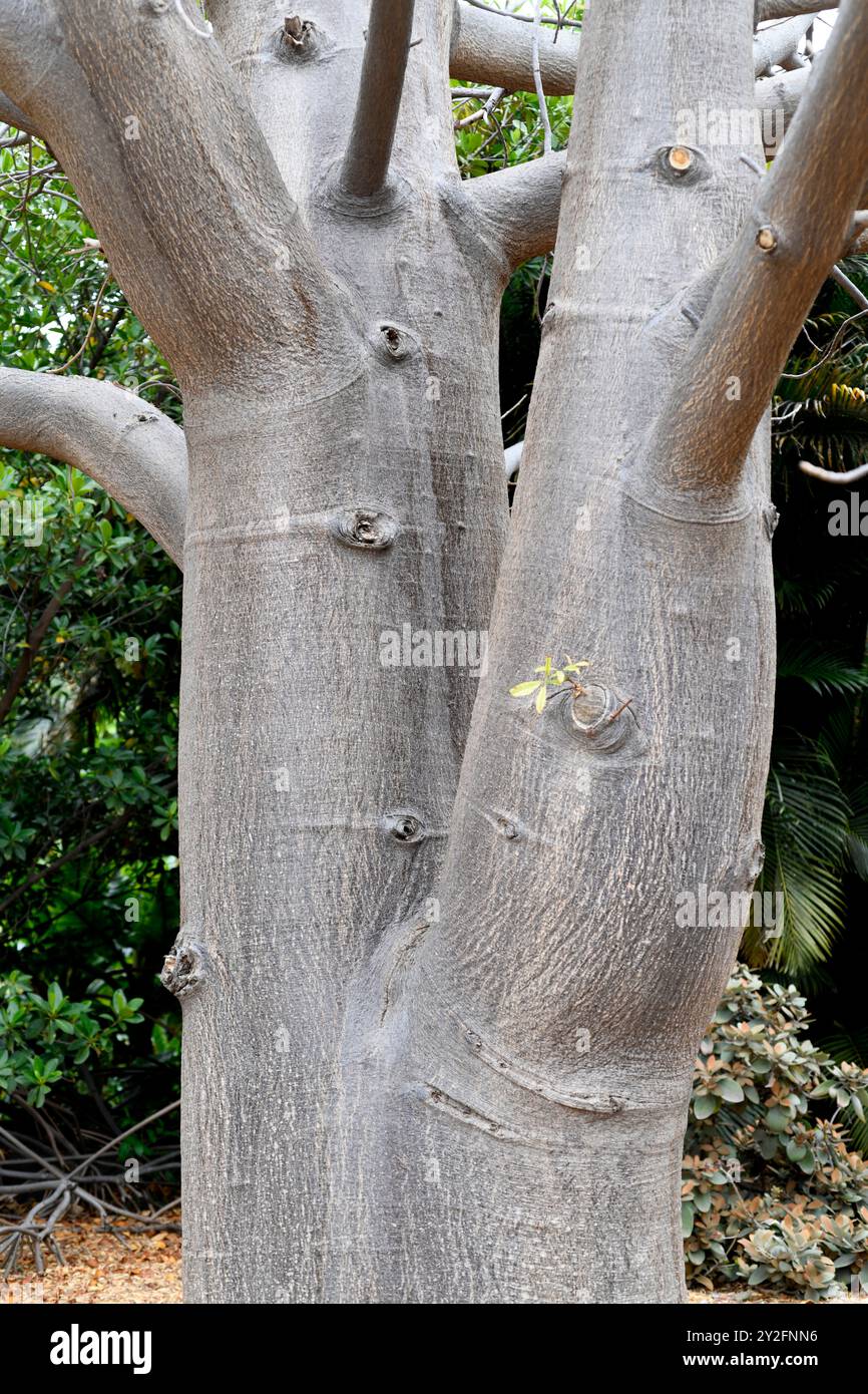 Baobab (Adansonia za) is a deciduous tree endemic to Madagascar ...