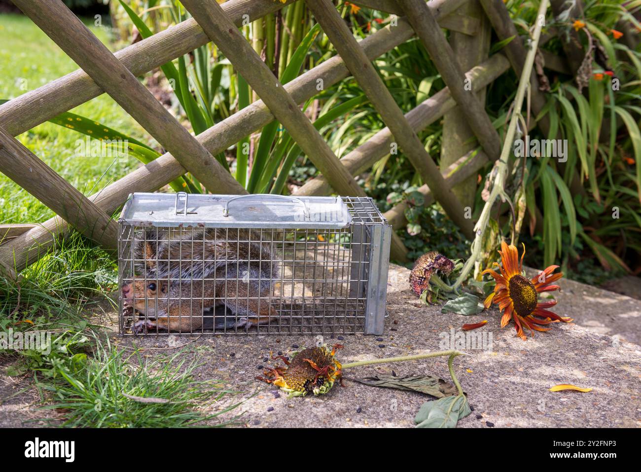 Invasive non-native species causing damage gardens flowers trees ...