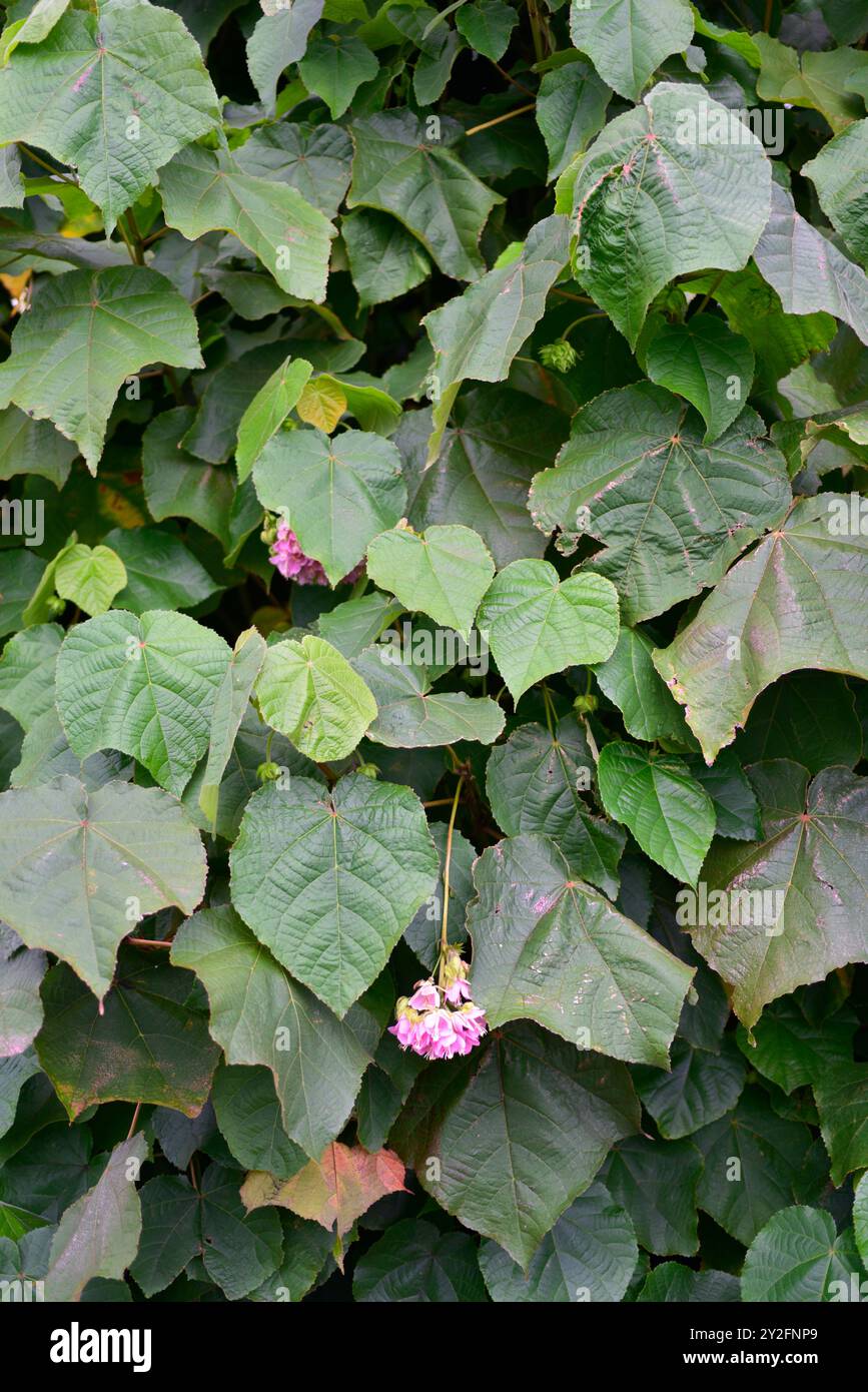 Pinkball (Dombeya wallichii) is an ornamental shrub native to ...