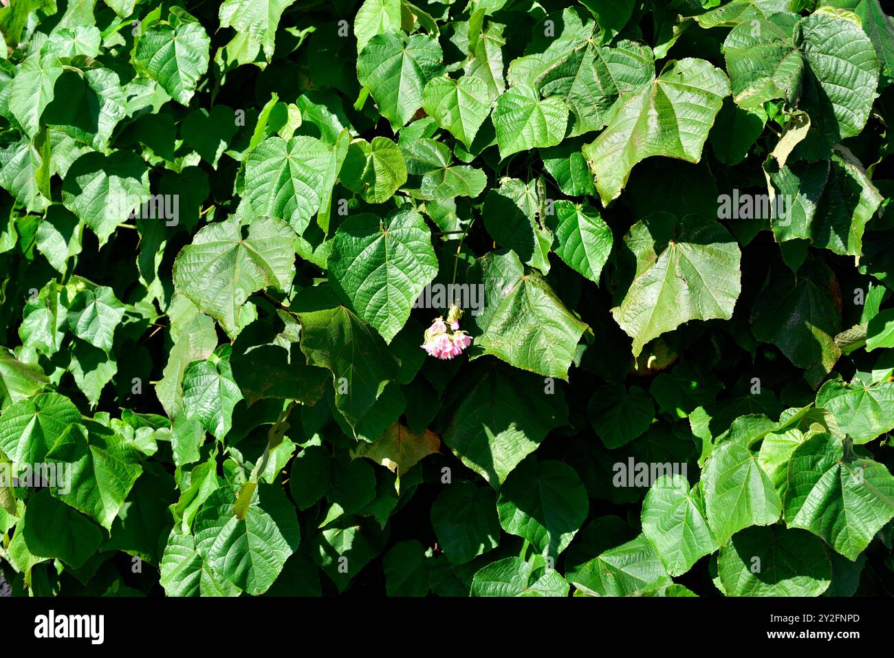 Pinkball (Dombeya wallichii) is an ornamental shrub native to ...