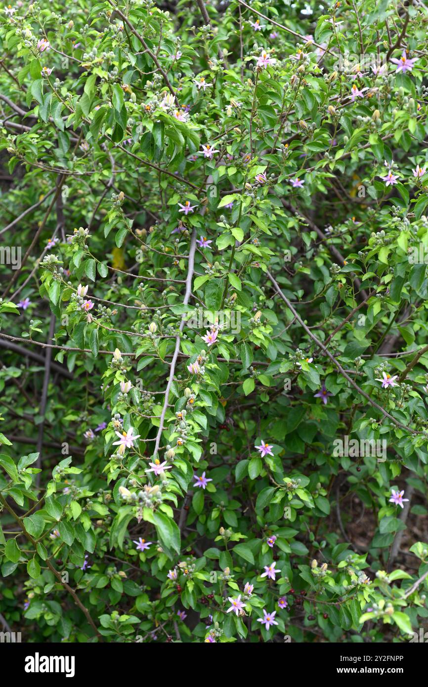 Crossberry (Grewia occidentalis) is a small tree native to southern ...