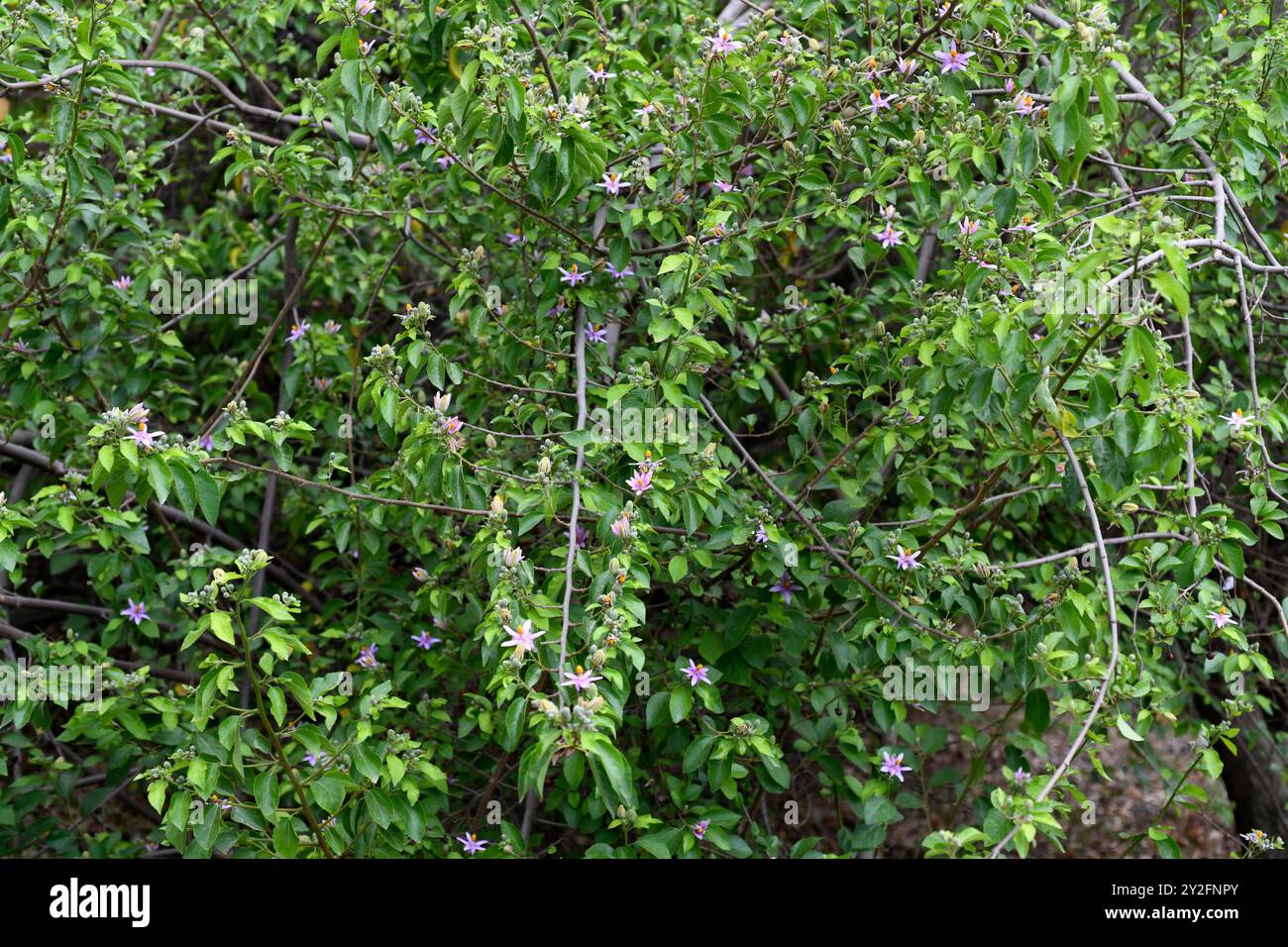 Crossberry (Grewia occidentalis) is a small tree native to southern ...
