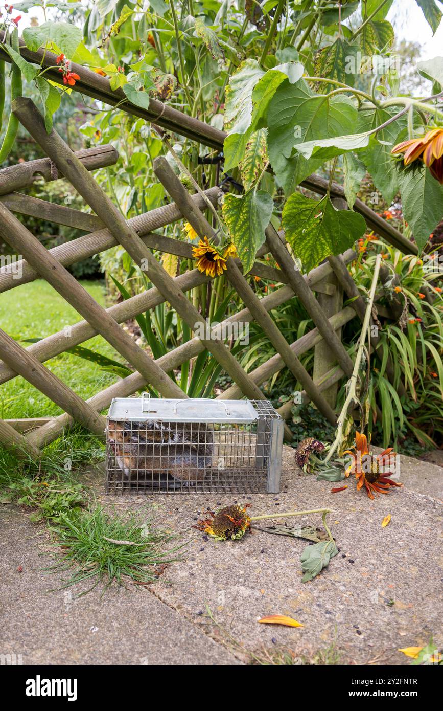 Invasive non-native species causing damage gardens flowers trees ...