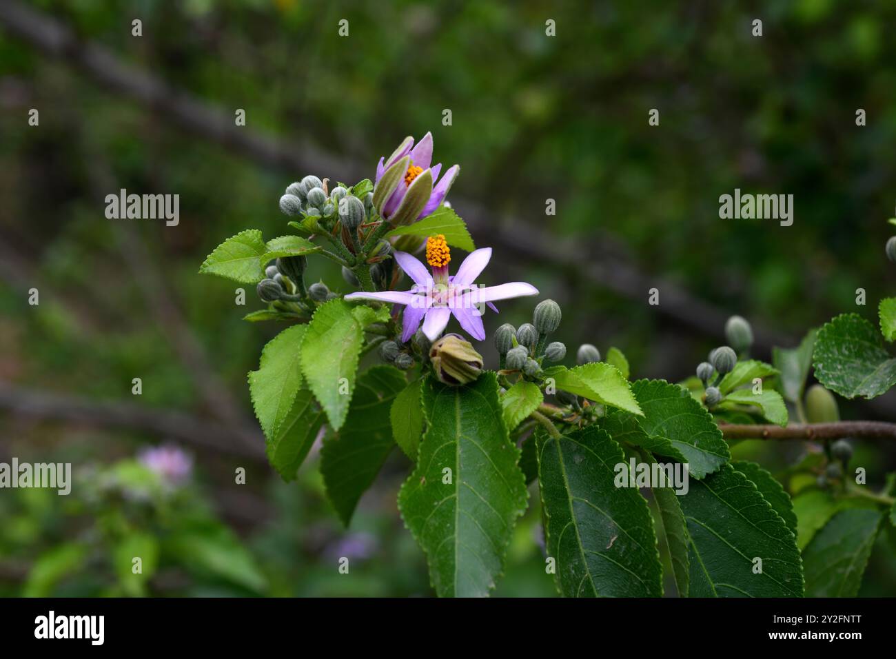 Crossberry (Grewia occidentalis) is a small tree native to southern ...
