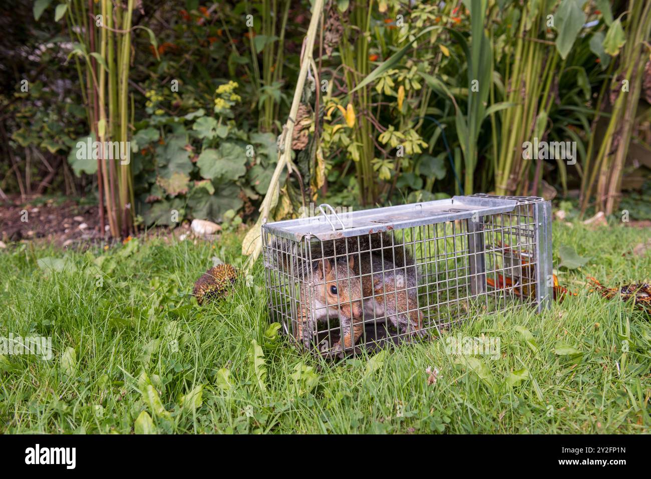Invasive non-native species causing damage gardens flowers trees ...