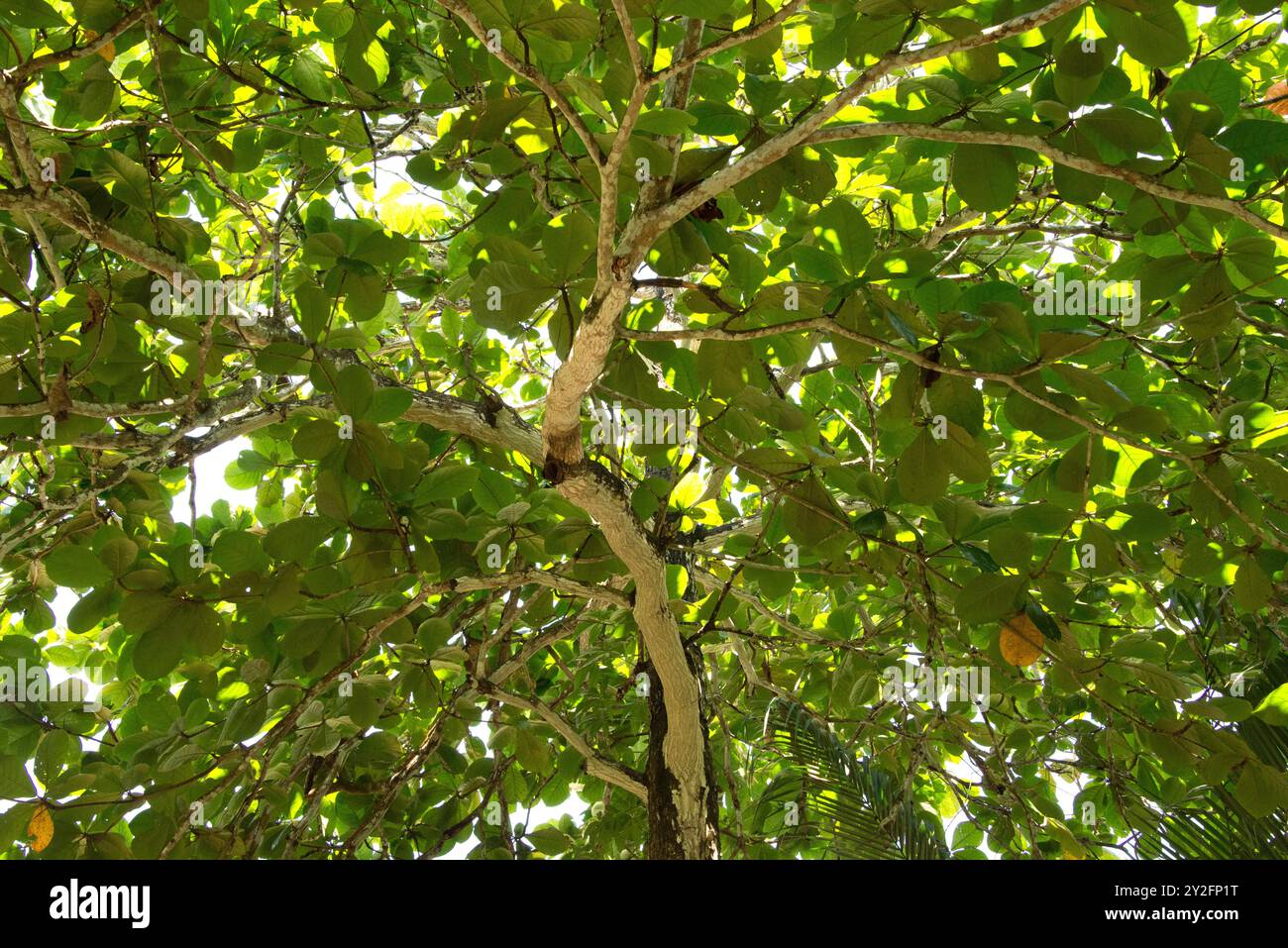 Copoazu or cacao blanco (Theobroma grandiflorum) is a tree native to ...