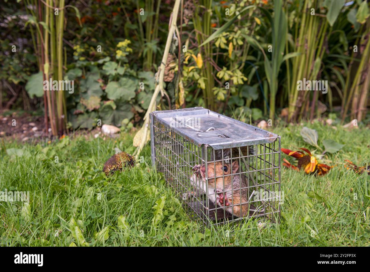 Invasive non-native species causing damage gardens flowers trees ...