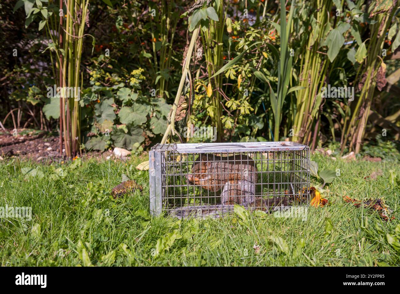 Invasive non-native species causing damage gardens flowers trees ...
