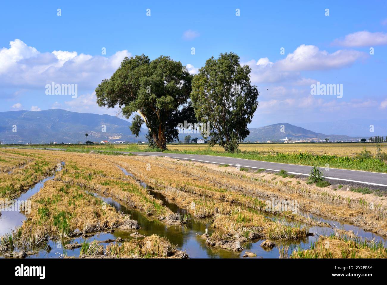 Blue gum (Eucalyptus globulus) is an evergreen tree endemic to ...