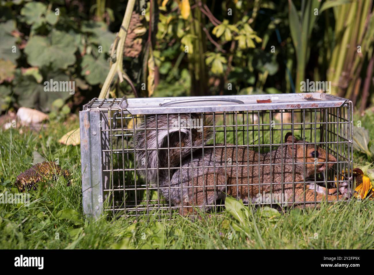 Invasive non-native species causing damage gardens flowers trees ...
