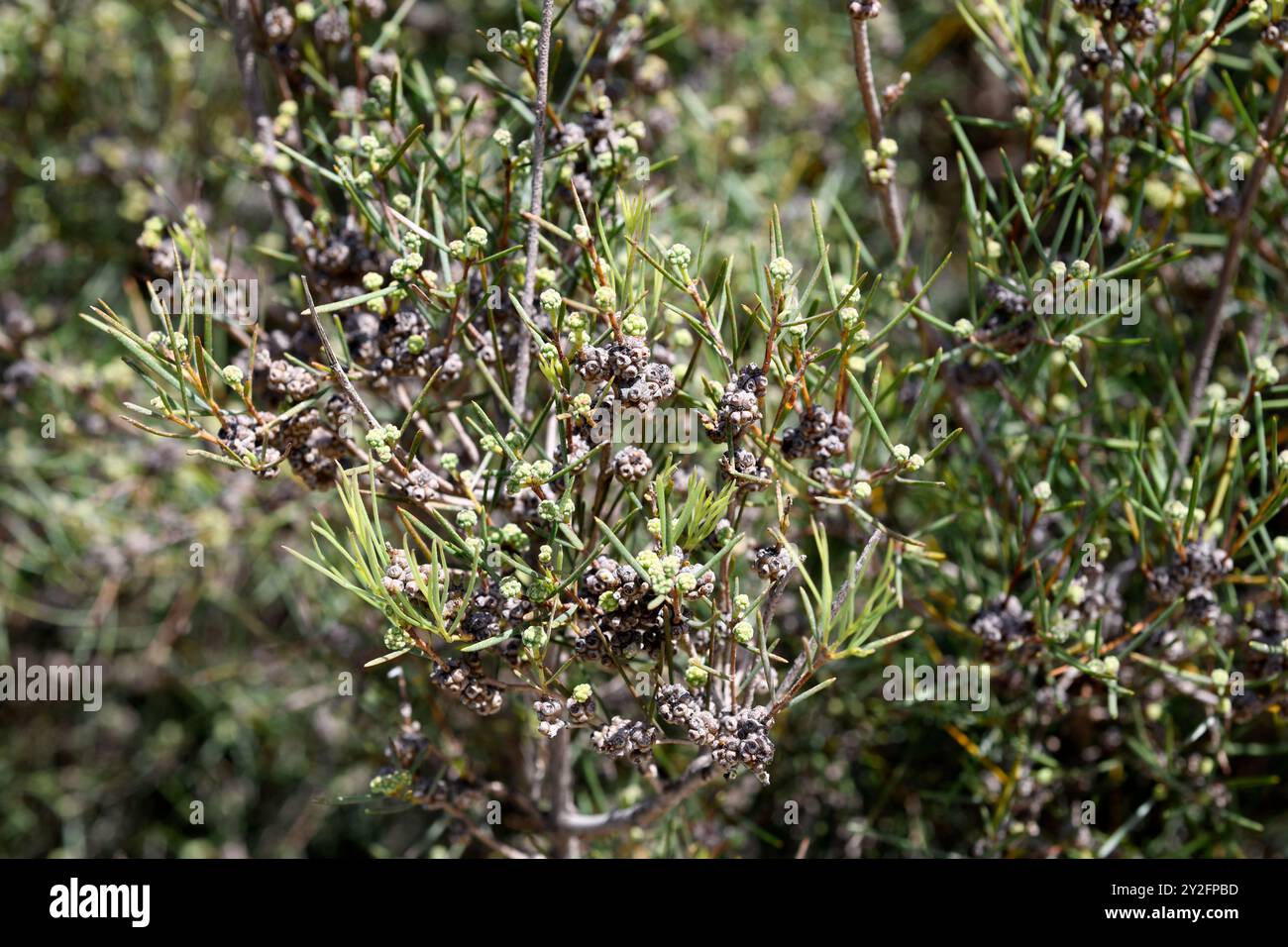 Desert honey-myrtle (Melaleuca glomerata) is a shrub or small tree ...