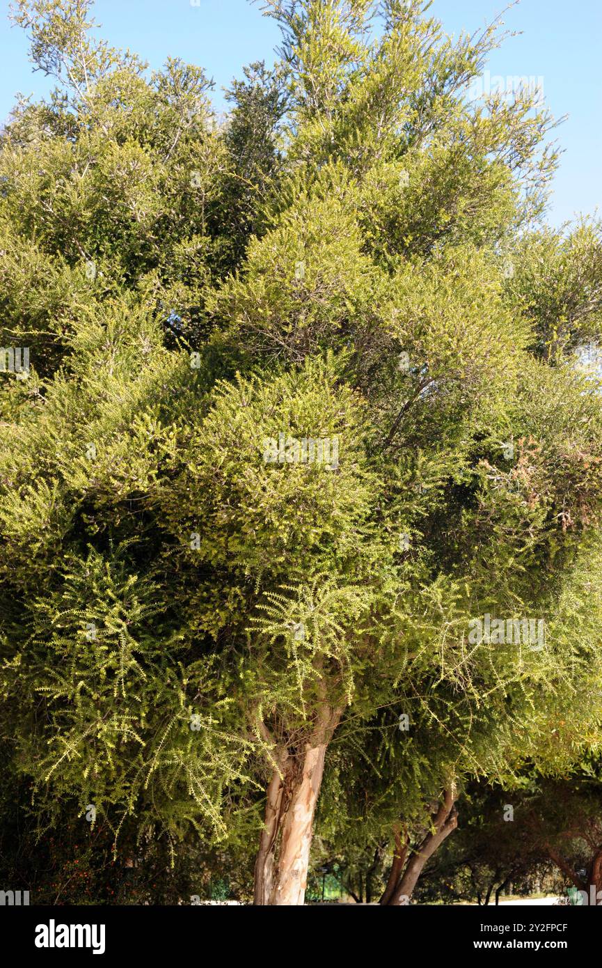 Melaleuca styphelioides hi-res stock photography and images - Alamy