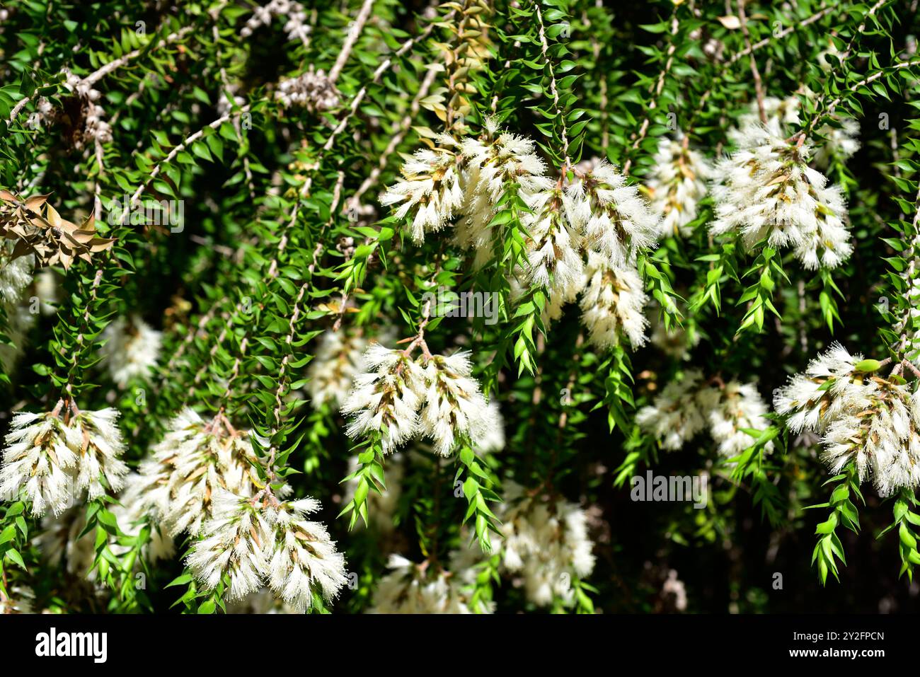 Prickly paperbark (Melaleuca styphelioides) is a tree native to eastern ...