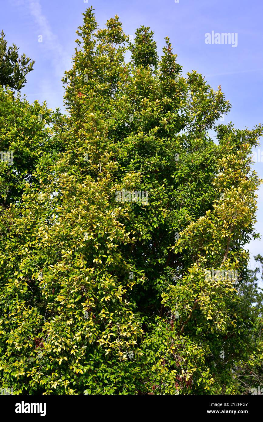Patagua de valdivia hi-res stock photography and images - Alamy