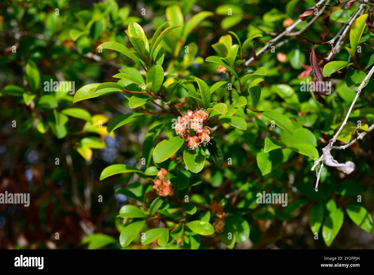 Patagua de Valdivia (Myrceugenia planipes) is a small evergreen tree ...