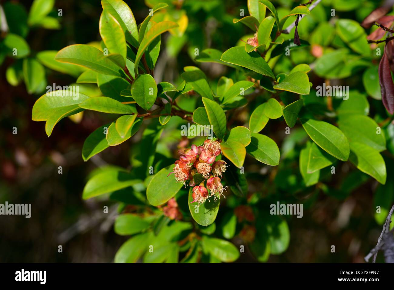 Patagua de Valdivia (Myrceugenia planipes) is a small evergreen tree ...