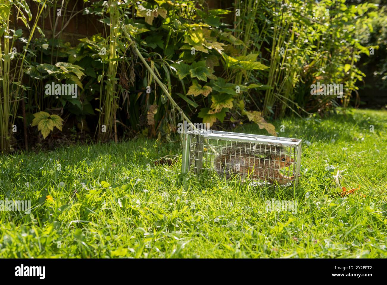 Invasive non-native species causing damage gardens flowers trees ...