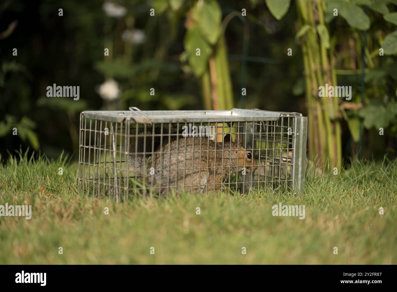 Invasive non-native species causing damage gardens flowers trees ...